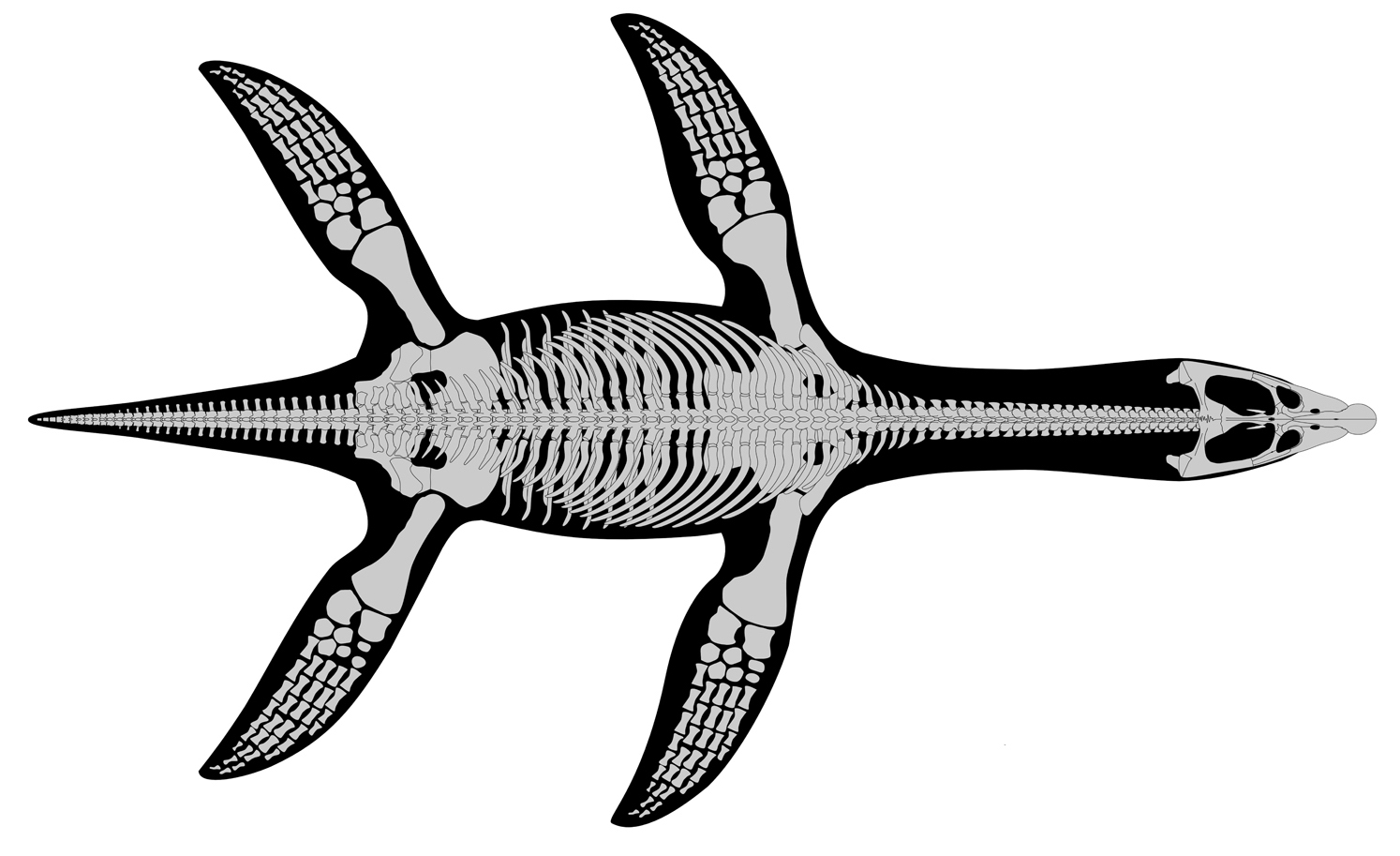5 Top Facts about the Plesiosaur ~ #BlogTour ~ The Plesiosaur’s Neck by ...